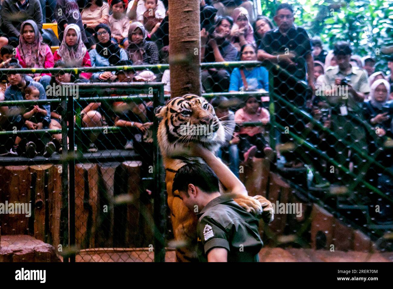 Bogor, Indonesia. 29th July, 2023. An Sumatran tiger (Panthera Tigris ...