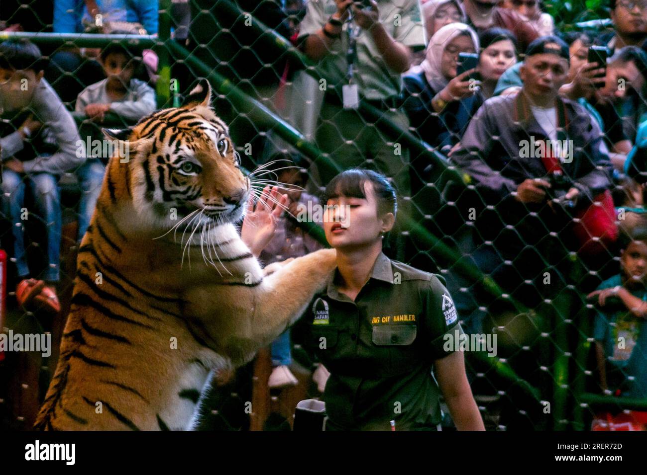 Bogor, Indonesia. 29th July, 2023. An Sumatran tiger (Panthera Tigris ...