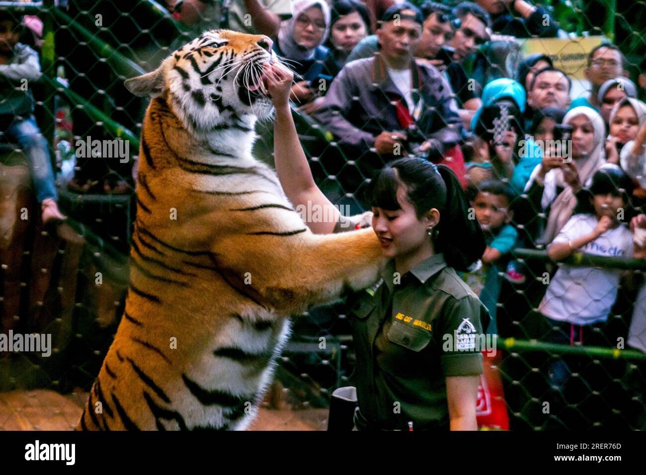 Bogor, Indonesia. 29th July, 2023. An Sumatran tiger (Panthera Tigris ...