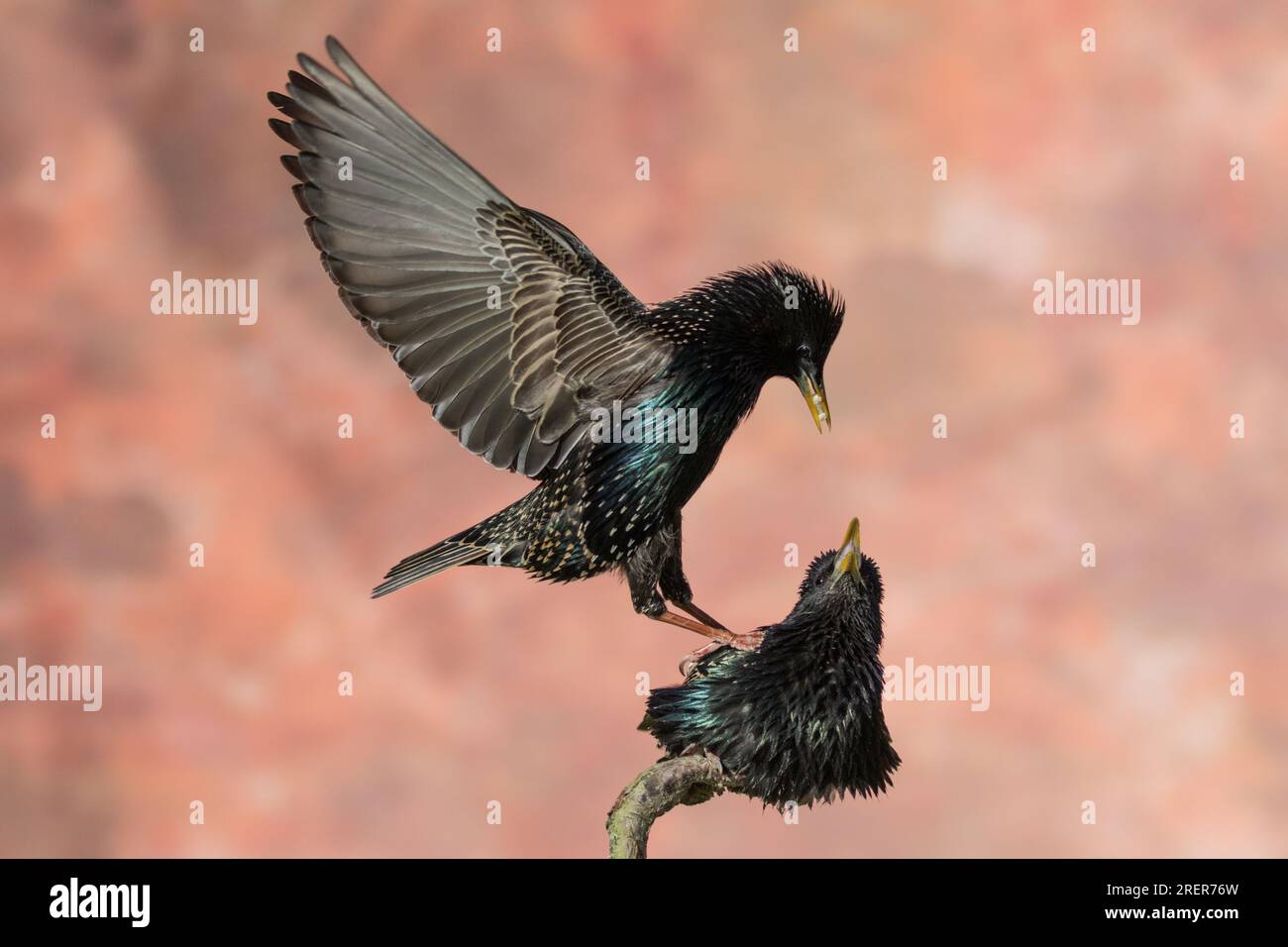 Common starling flying hi-res stock photography and images - Alamy