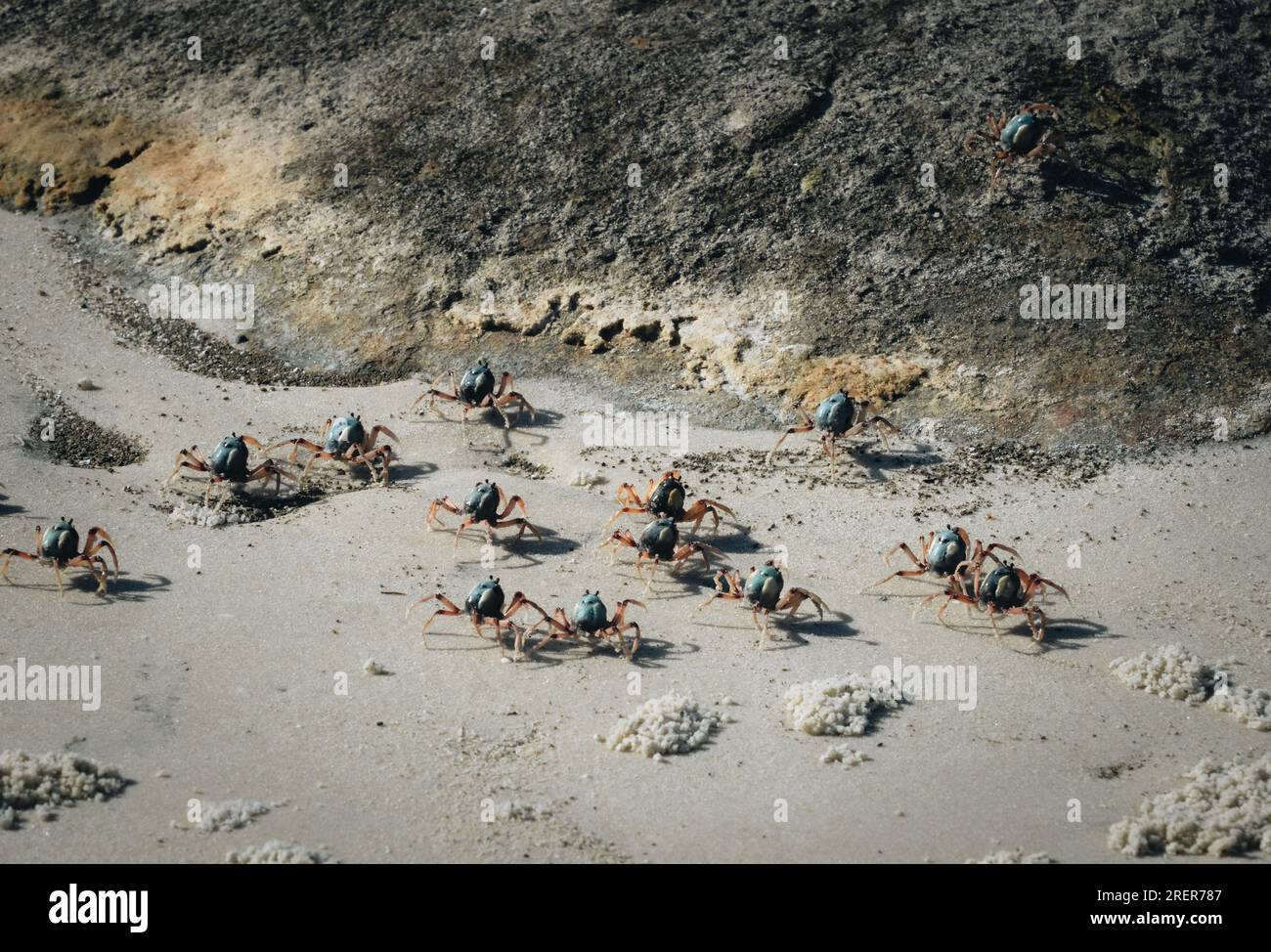 Wild Soldier Crab, Whitehaven Beach, Whitsunday Islands. Elliott Heads ...