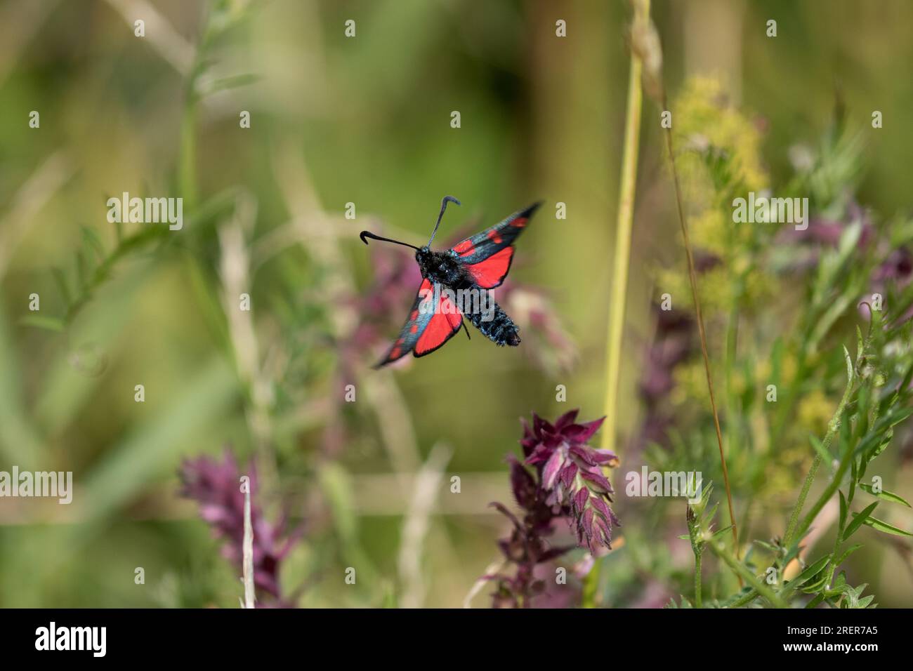 Six-spot Burnet Moth in flight Stock Photo - Alamy
