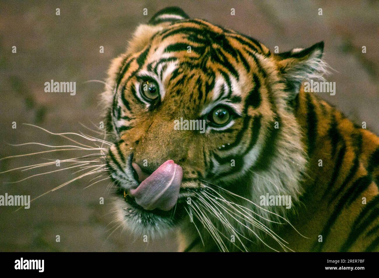 Bogor, Indonesia. 29th July, 2023. An Sumatran tiger (Panthera Tigris ...
