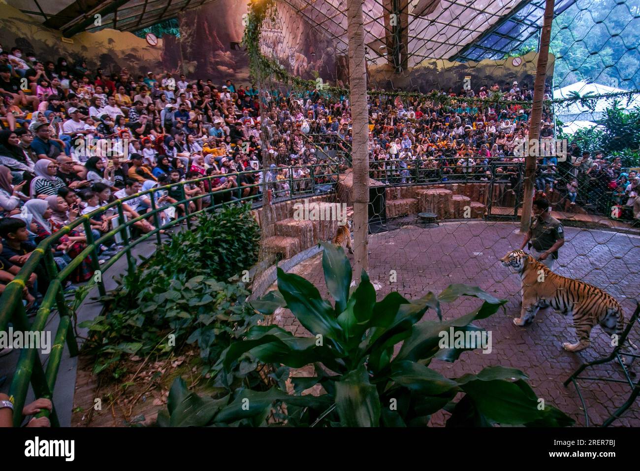 Bogor, Indonesia. 29th July, 2023. An Sumatran tiger (Panthera Tigris ...