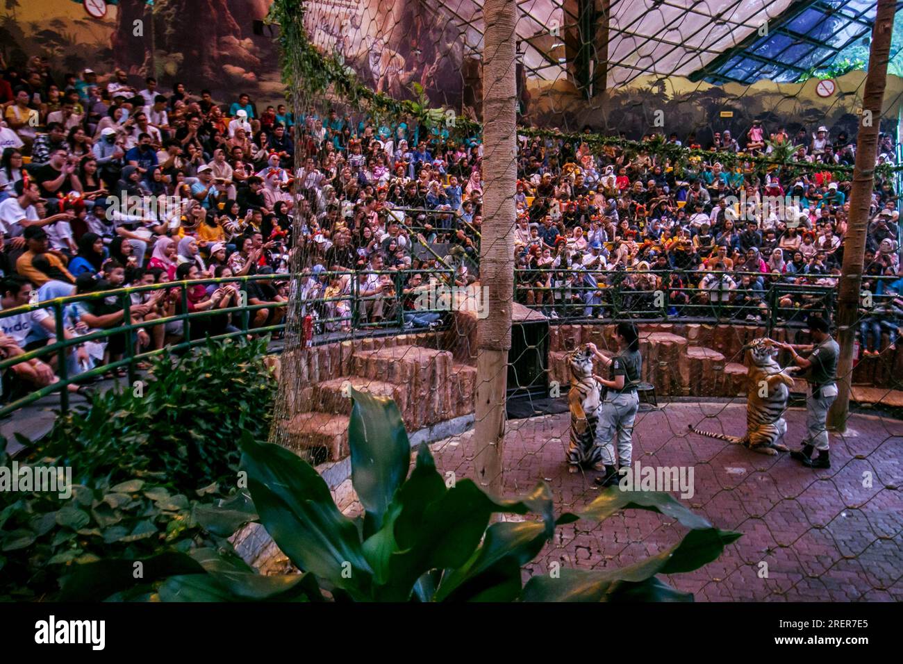 Bogor, Indonesia. 29th July, 2023. An Sumatran tiger (Panthera Tigris ...
