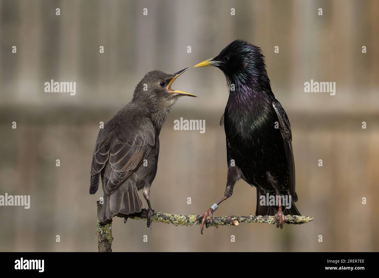 Starling common hi-res stock photography and images - Alamy