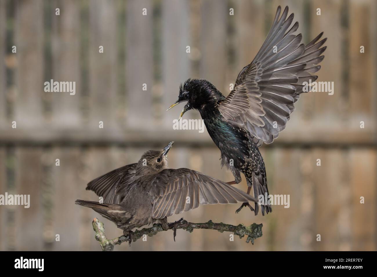 Common starling flying hi-res stock photography and images - Alamy