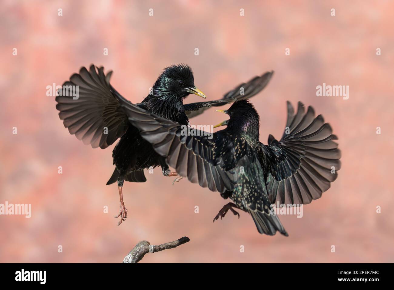 Common starling common starling sturnus hi-res stock photography and ...