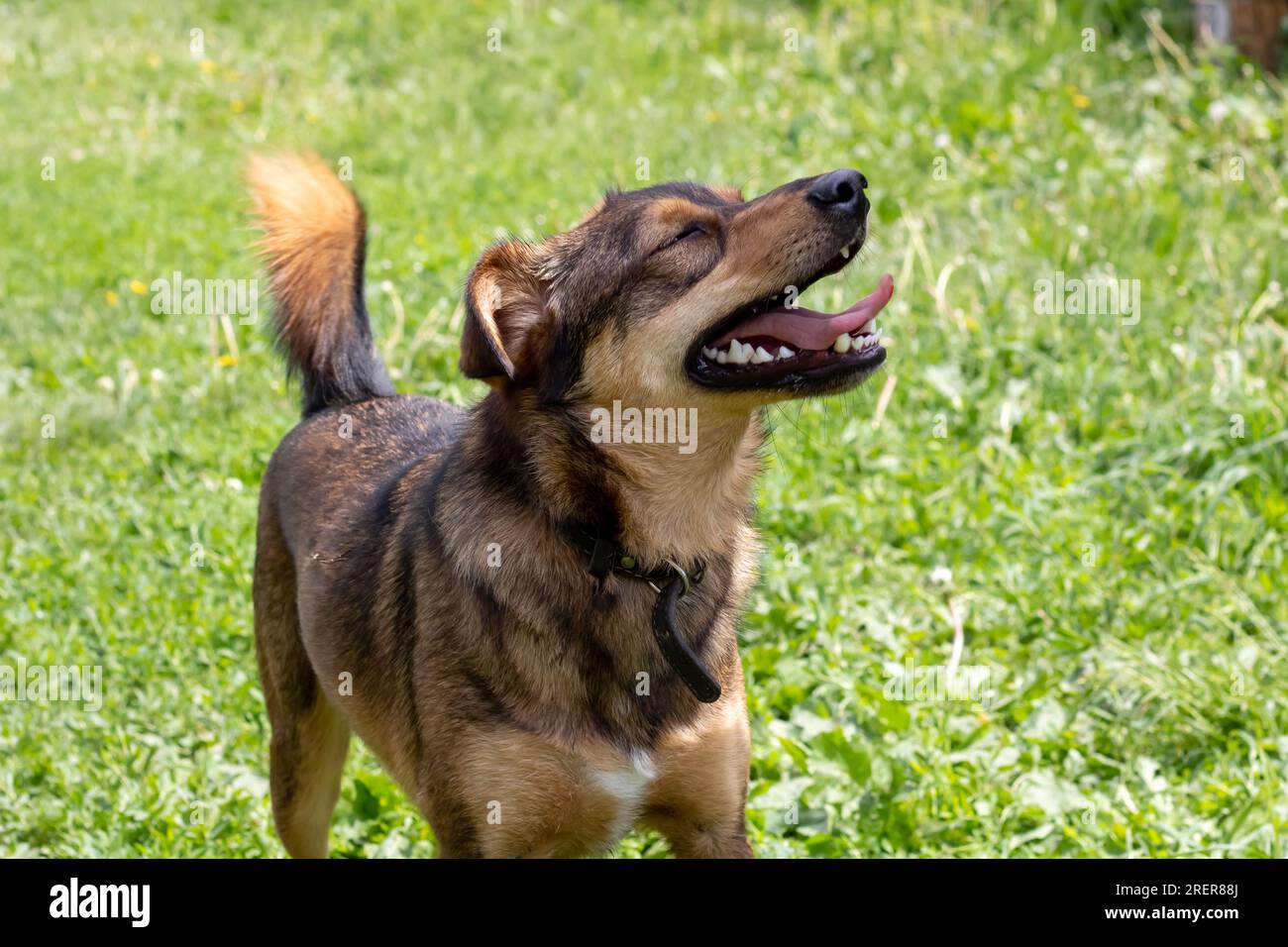 Brown dog with floppy ears close up portrait Stock Photo - Alamy