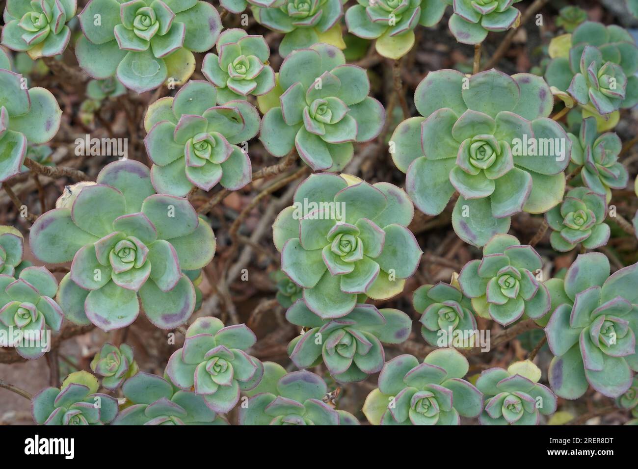 Background of succulent plant pinwheel in Latin called Aeonium ...