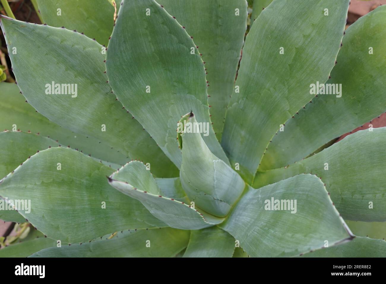 Cutout of Agave hurters, succulent plant from family Asparagaceae Stock ...