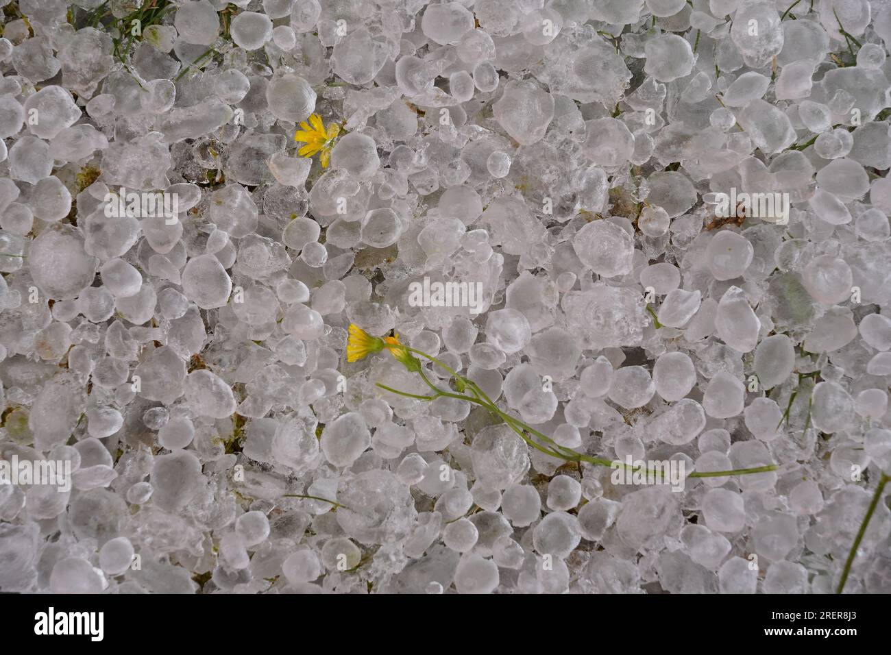 Hailstones spread on the ground as a result of a heavy summer hailstorm ...