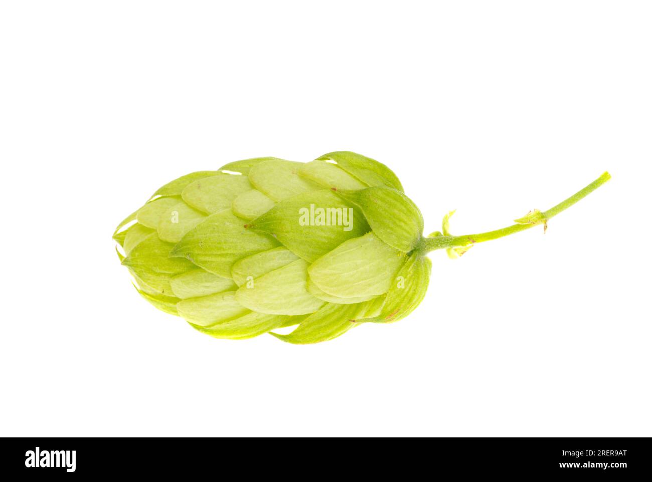 hop cones isolated on white background Stock Photo - Alamy