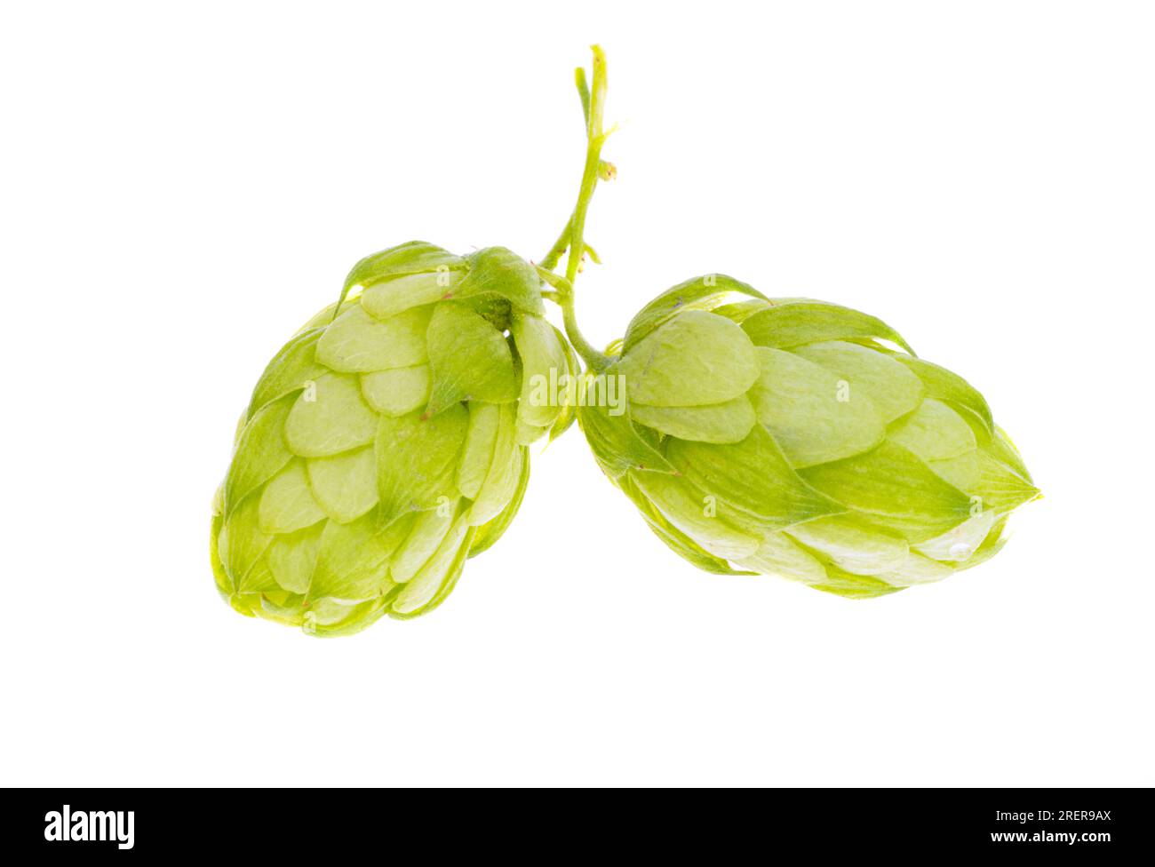 hop cones isolated on white background Stock Photo - Alamy