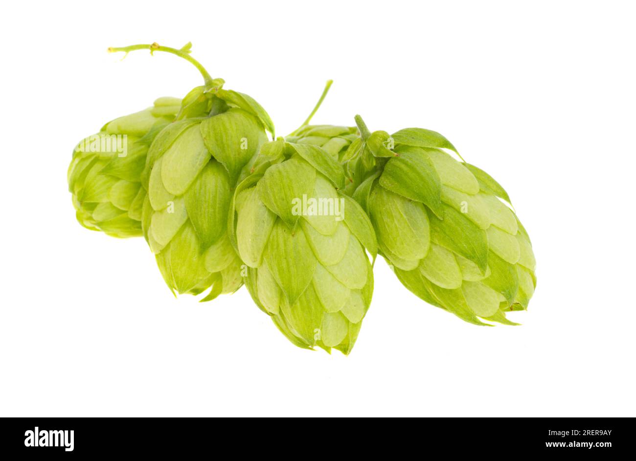 hop cones isolated on white background Stock Photo - Alamy