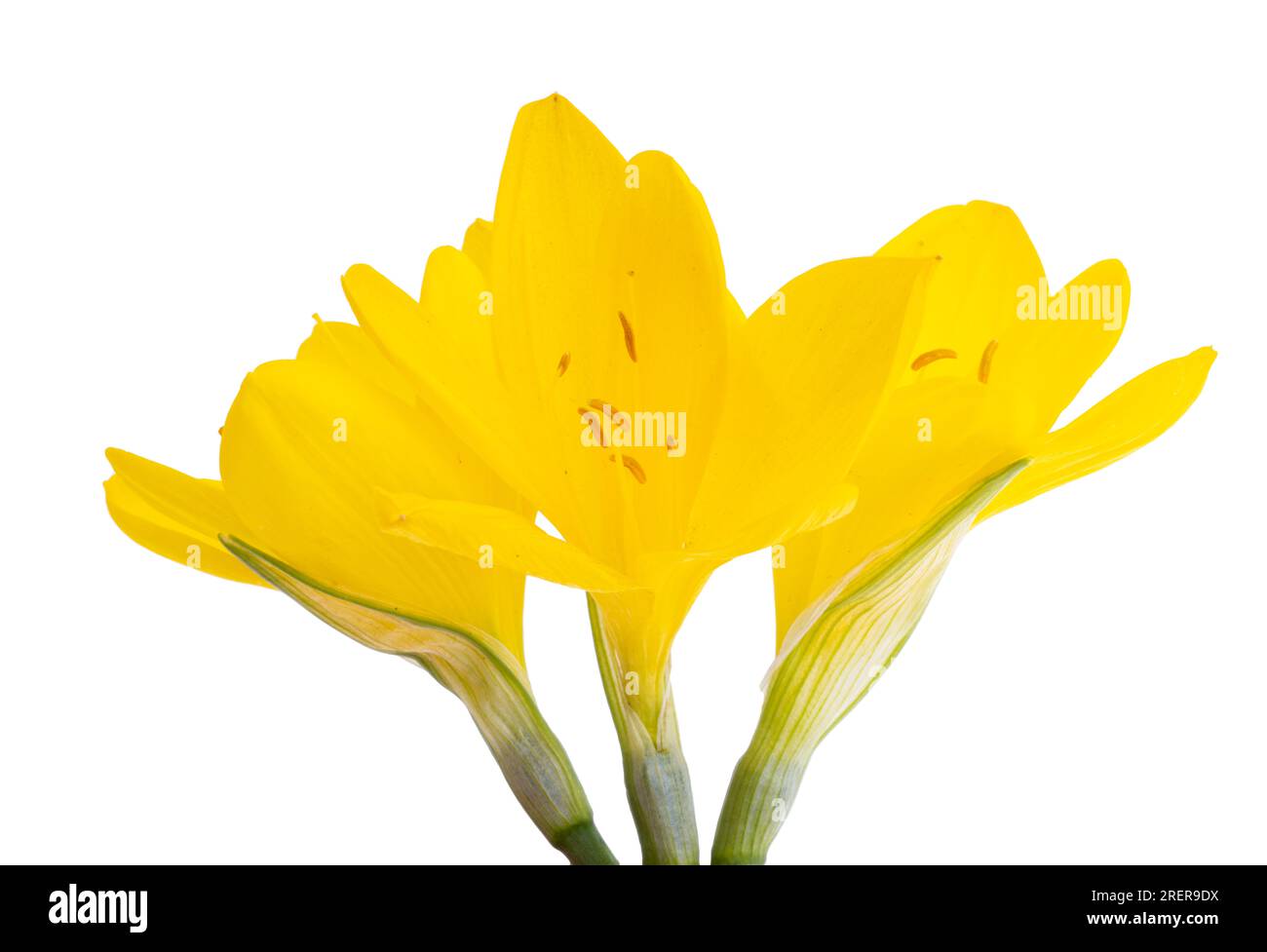 yellow crocus isolated on white background Stock Photo - Alamy