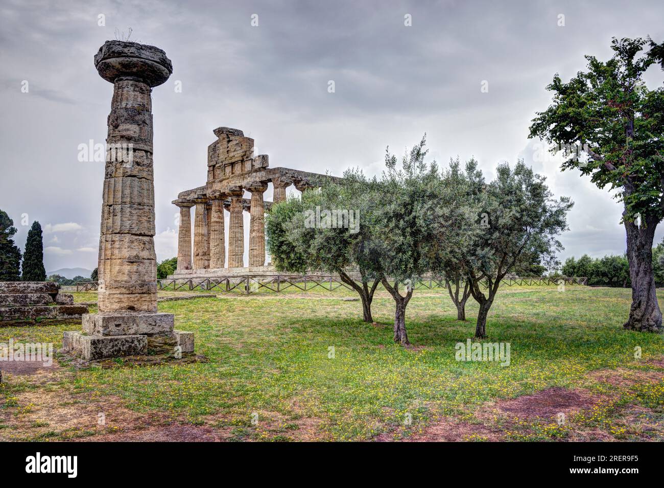 Athena Symbols Olive Tree