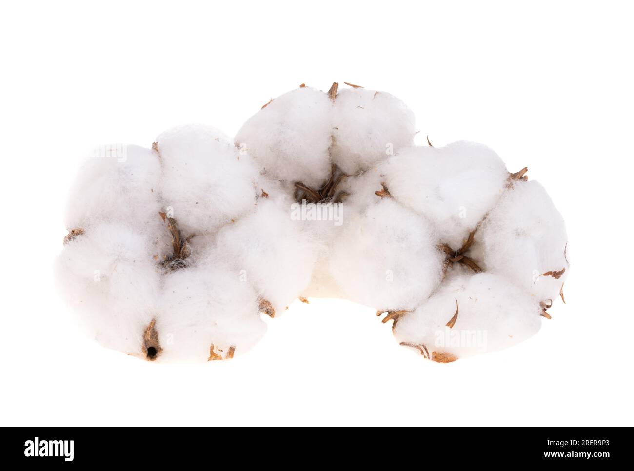 Cotton isolated on white background Stock Photo - Alamy