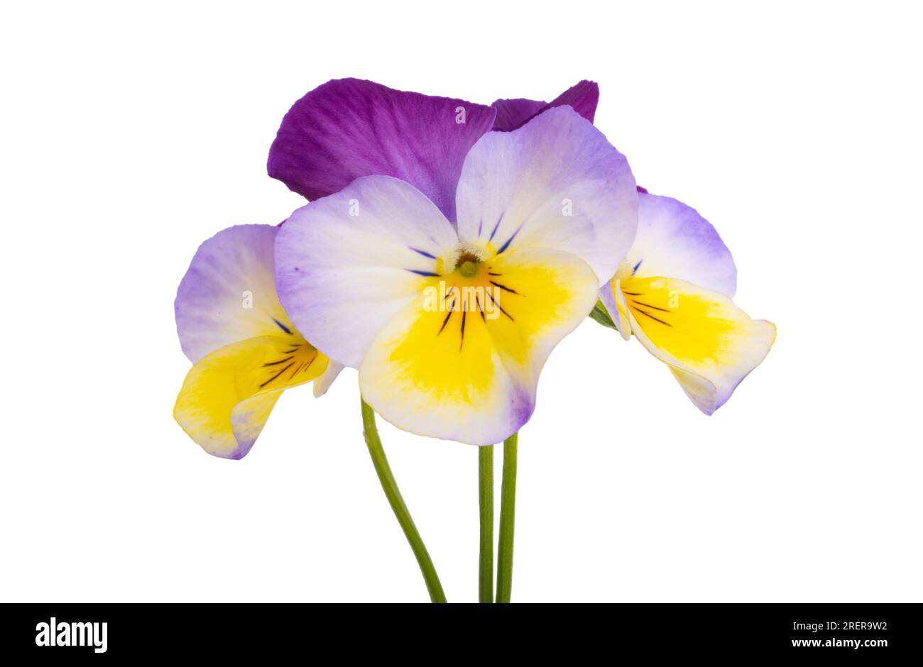 pansies isolated on white background Stock Photo - Alamy