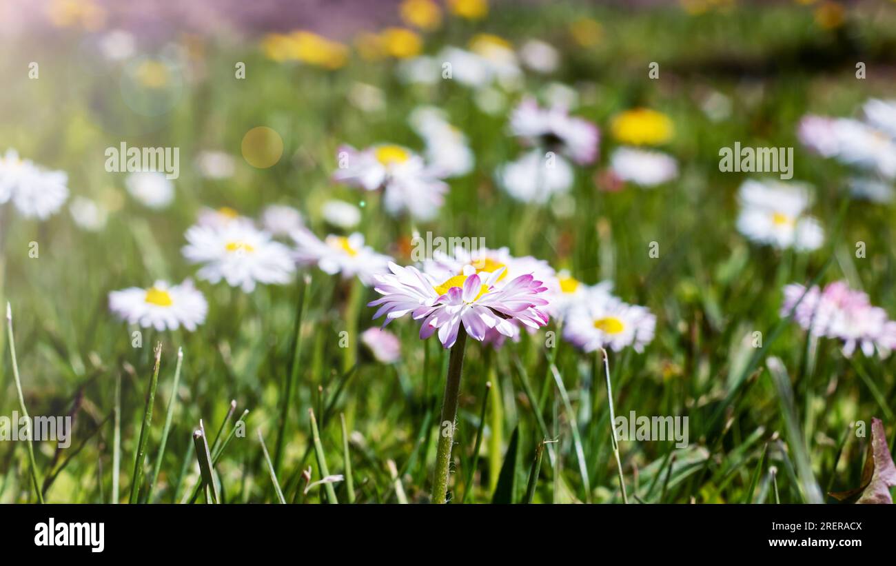 Small daisy flowers among green grass close up Stock Photo - Alamy