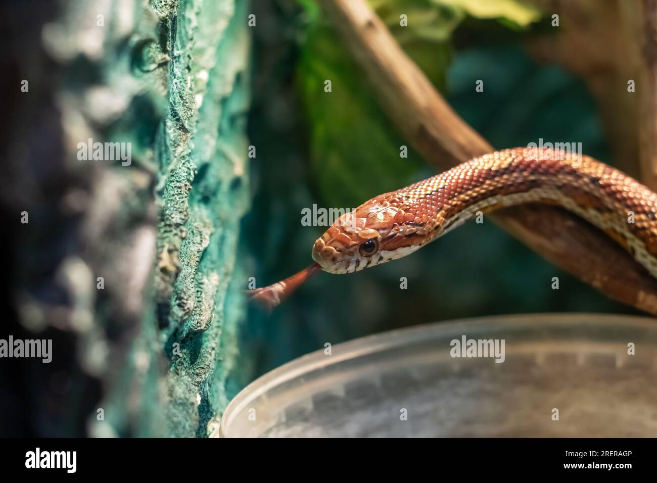 Boa a terra hi-res stock photography and images - Alamy