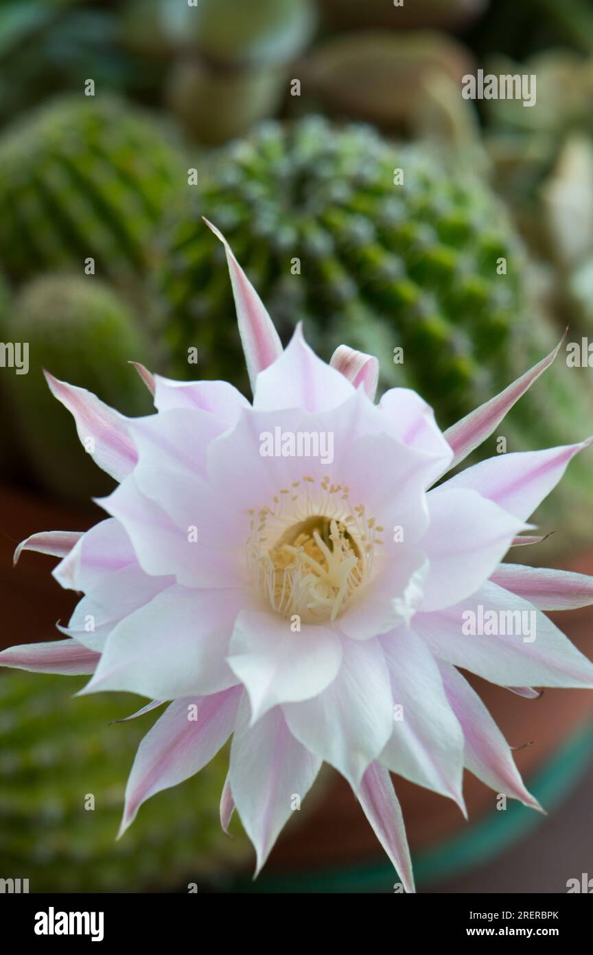 Closeup of beautiful flower of Echinopsis cactus, lily flower ...