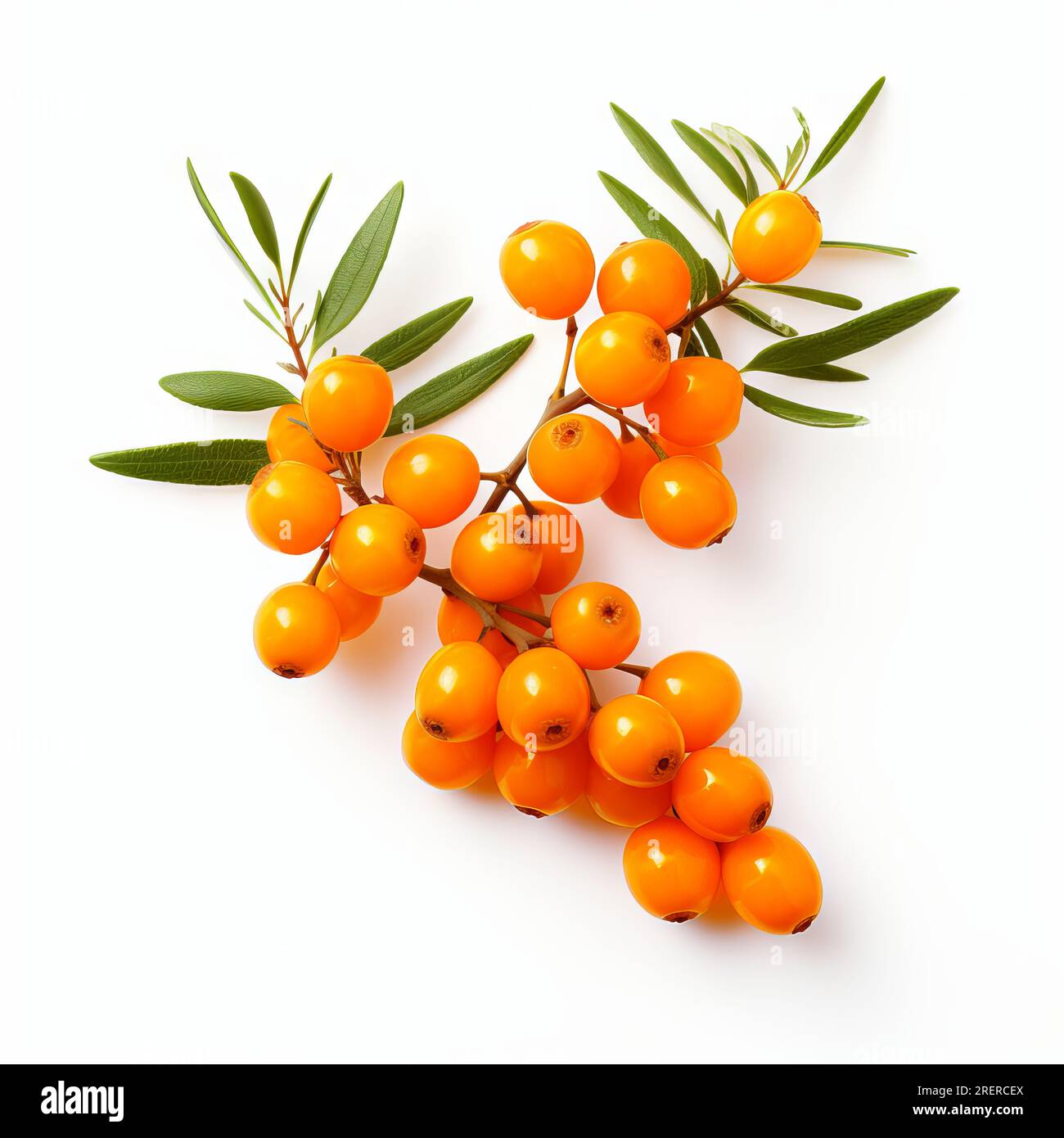 Hippophae Cut Out Stock Images & Pictures - Alamy