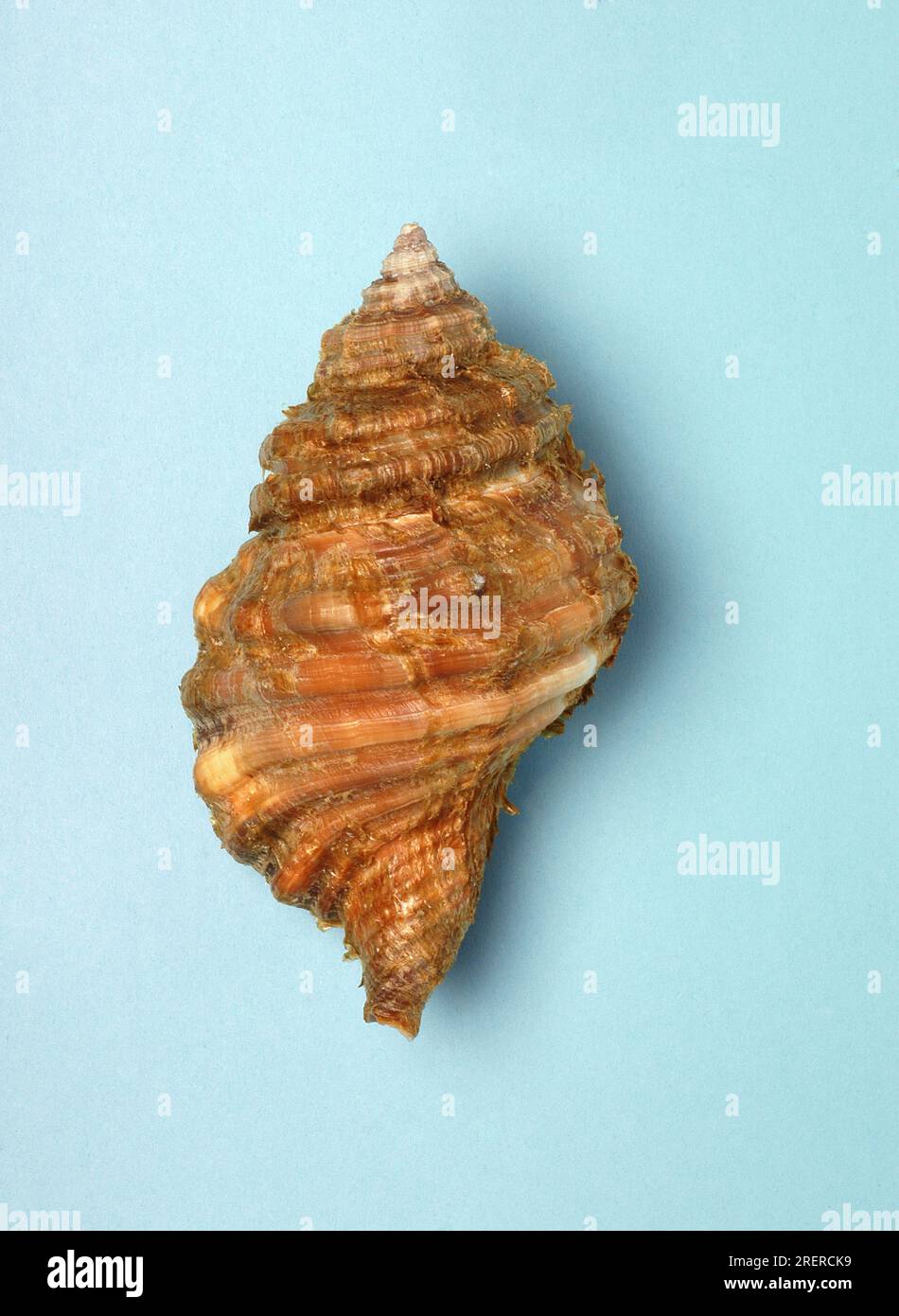 Cymatium hi-res stock photography and images - Alamy