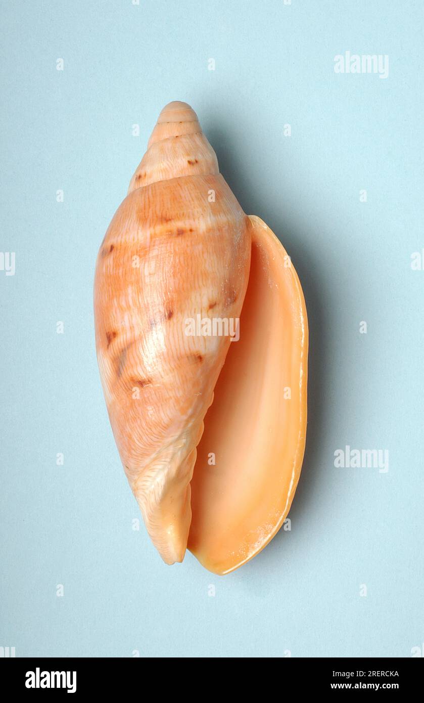 Cymbiola aulica, Volutidae Stock Photo - Alamy
