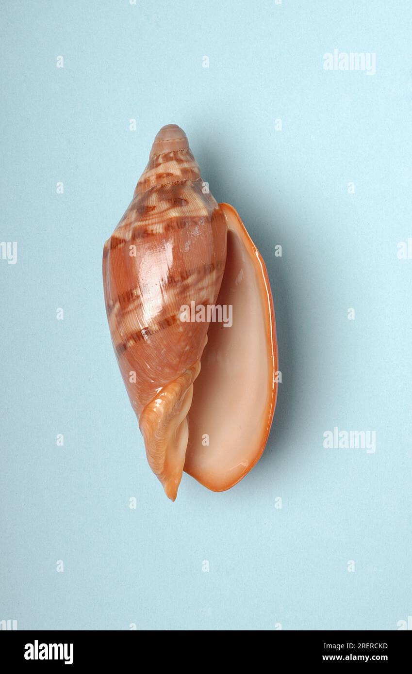 Cymbiola aulica, Volutidae Stock Photo - Alamy