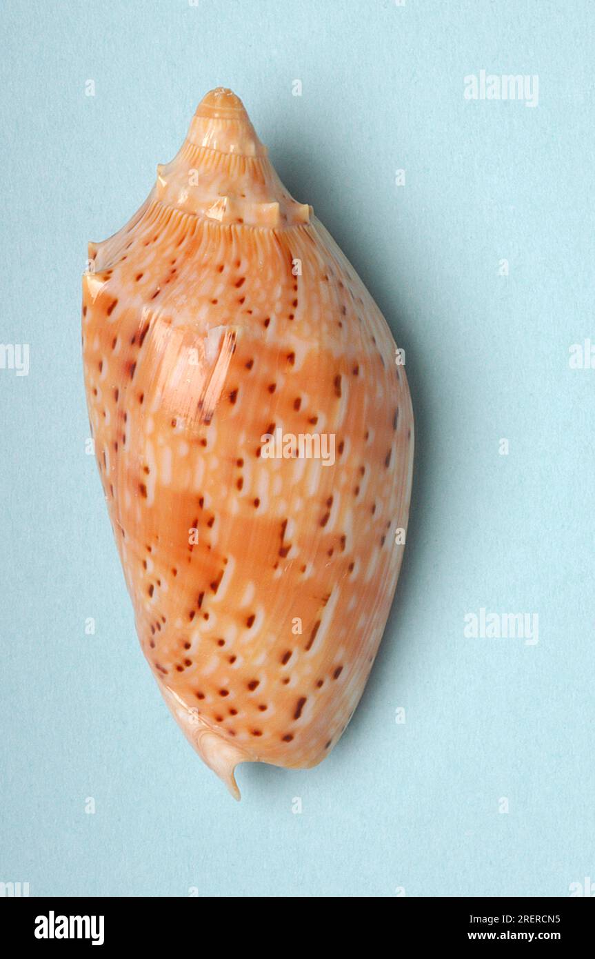Cymbiola hi-res stock photography and images - Alamy