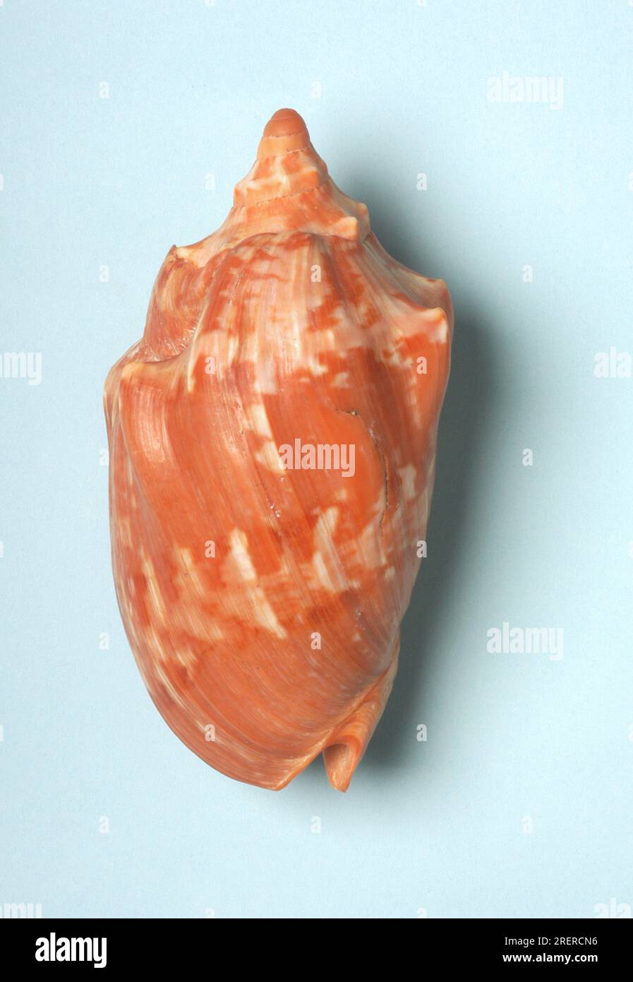 Cymbiola aulica, Volutidae Stock Photo - Alamy