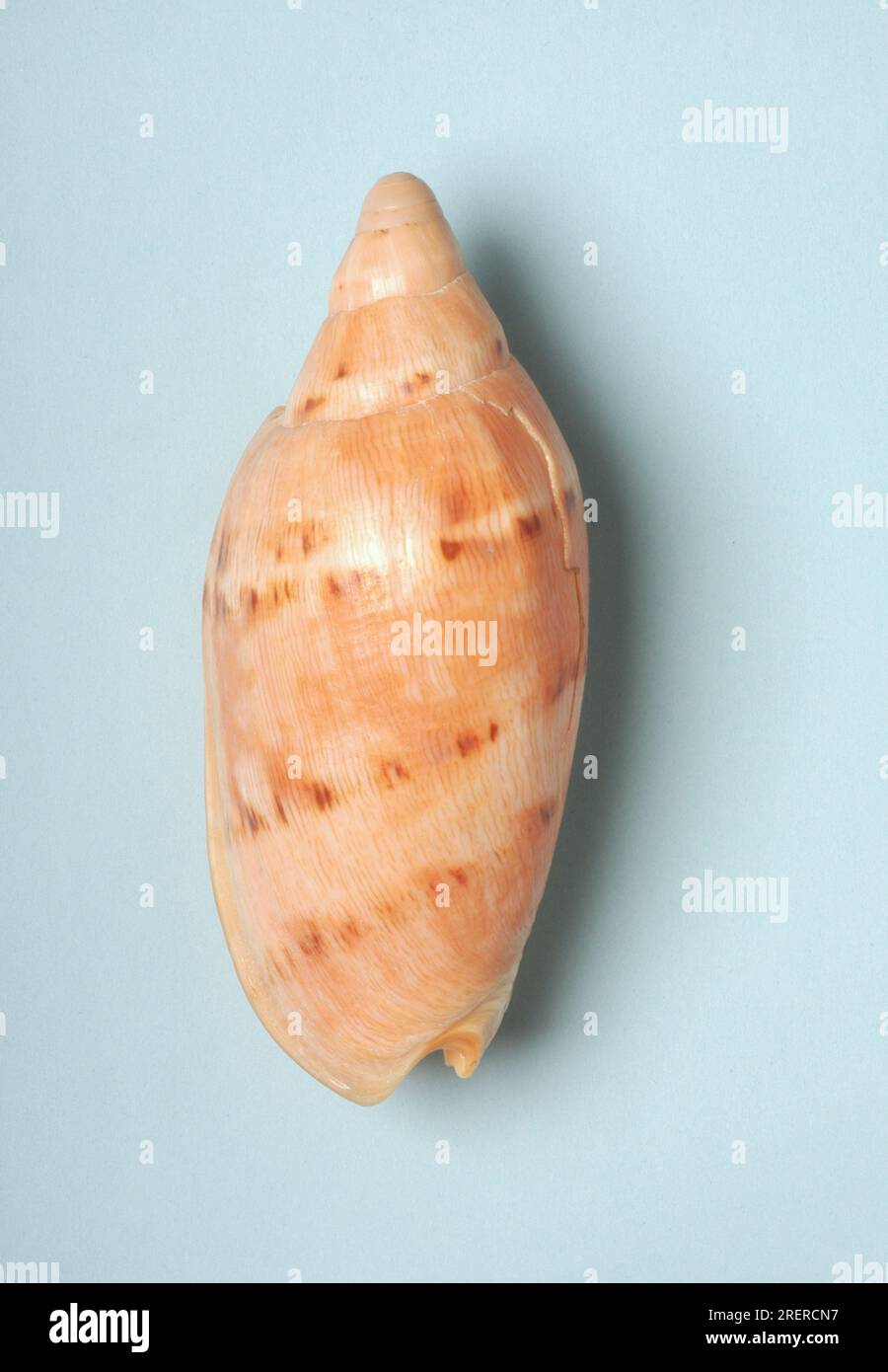 Volutidae hi-res stock photography and images - Alamy