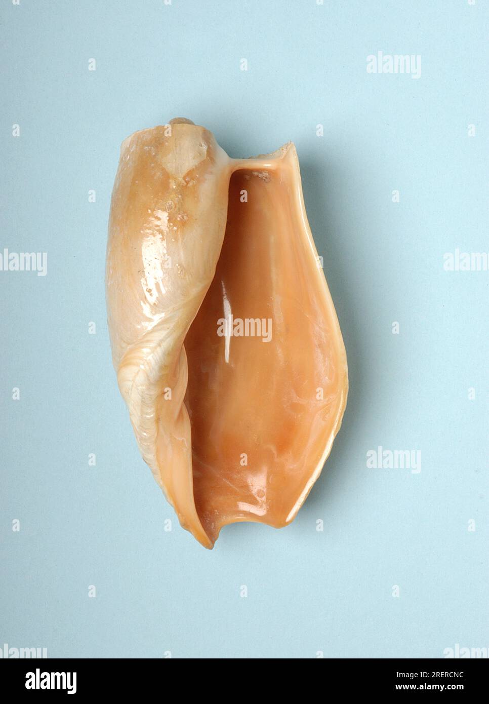 Cymbium cymbium hi-res stock photography and images - Alamy