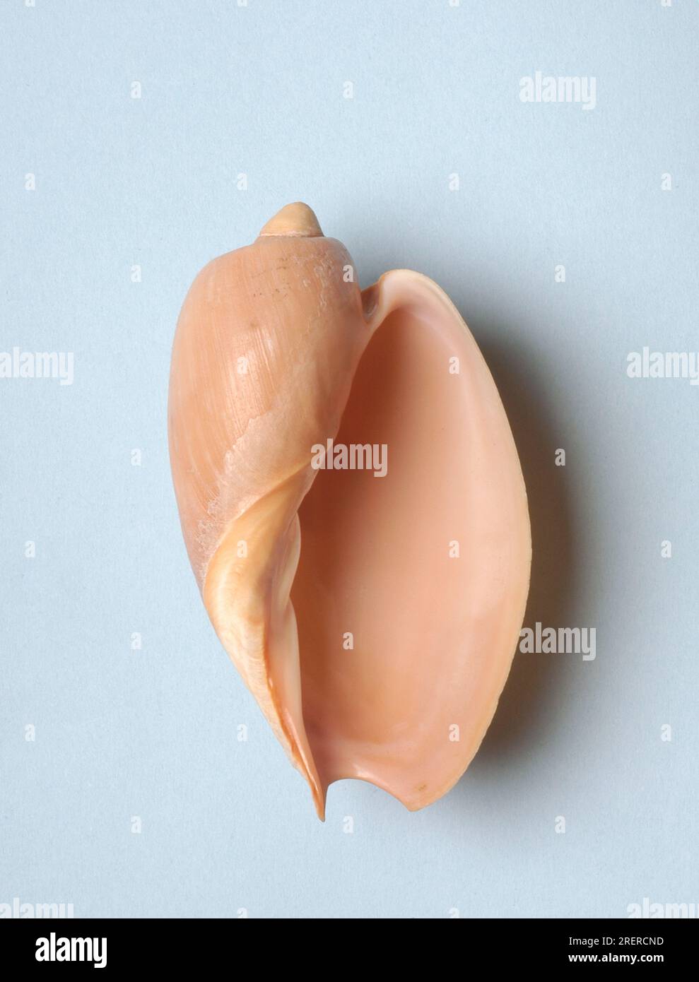 Cymbium hi-res stock photography and images - Alamy