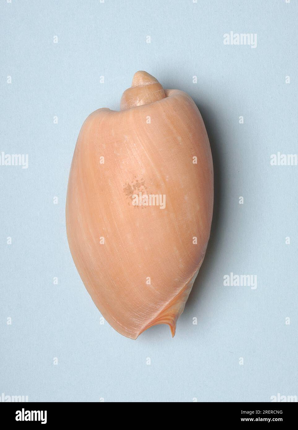 Cymbium hi-res stock photography and images - Alamy