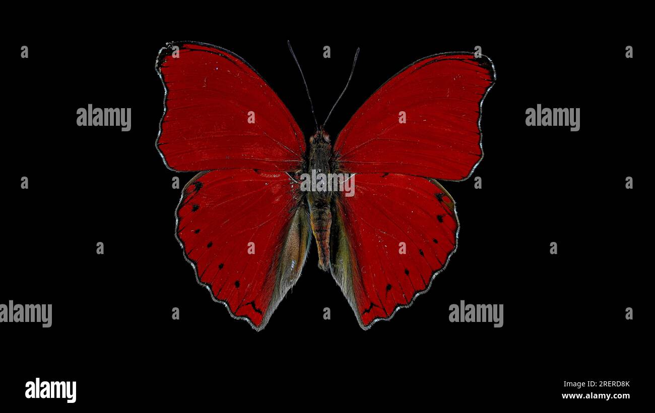 Glider butterfly hi-res stock photography and images - Alamy