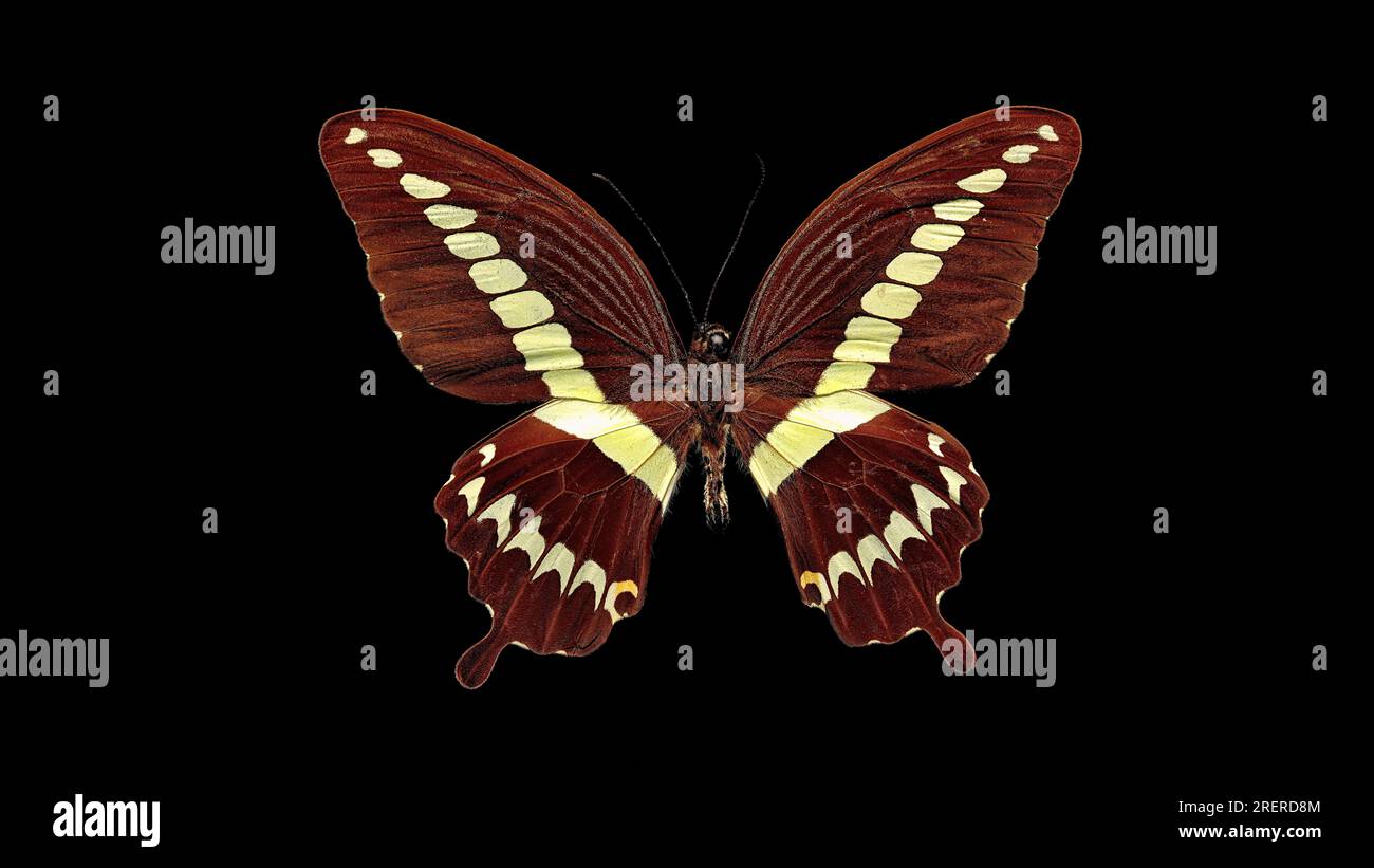 Banded swallowtail hi-res stock photography and images - Alamy