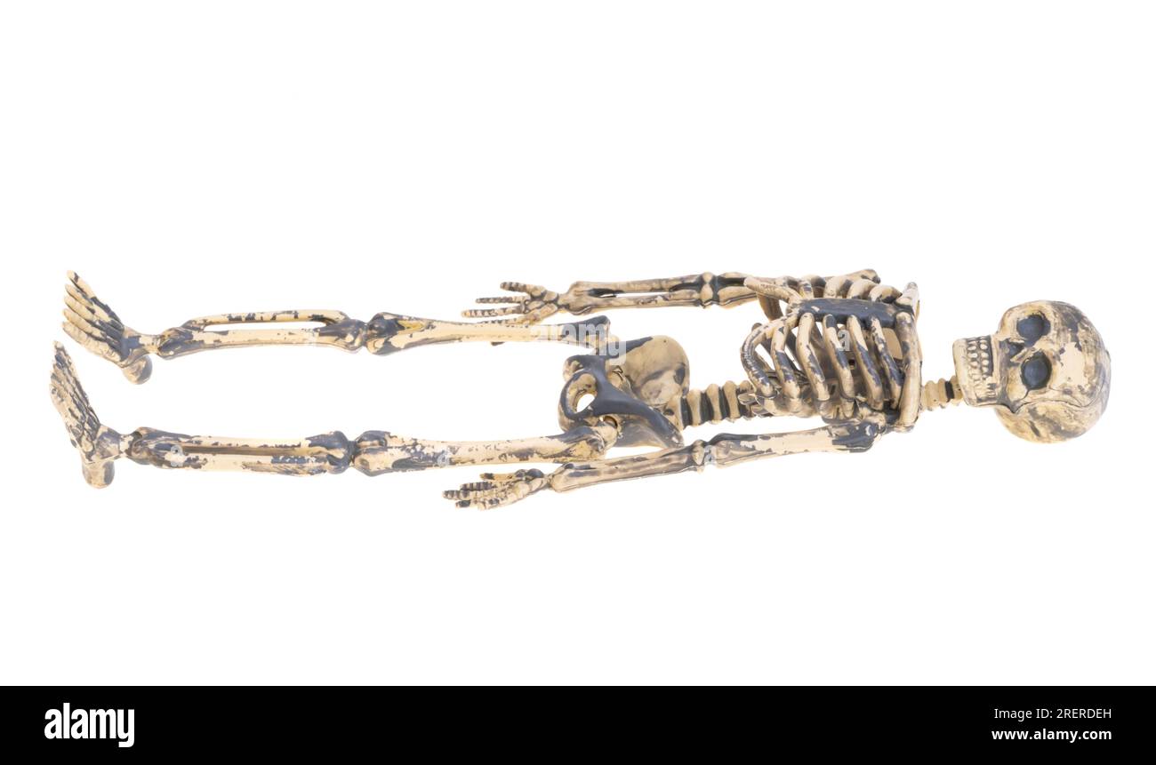 Skeleton isolated on white background Stock Photo - Alamy