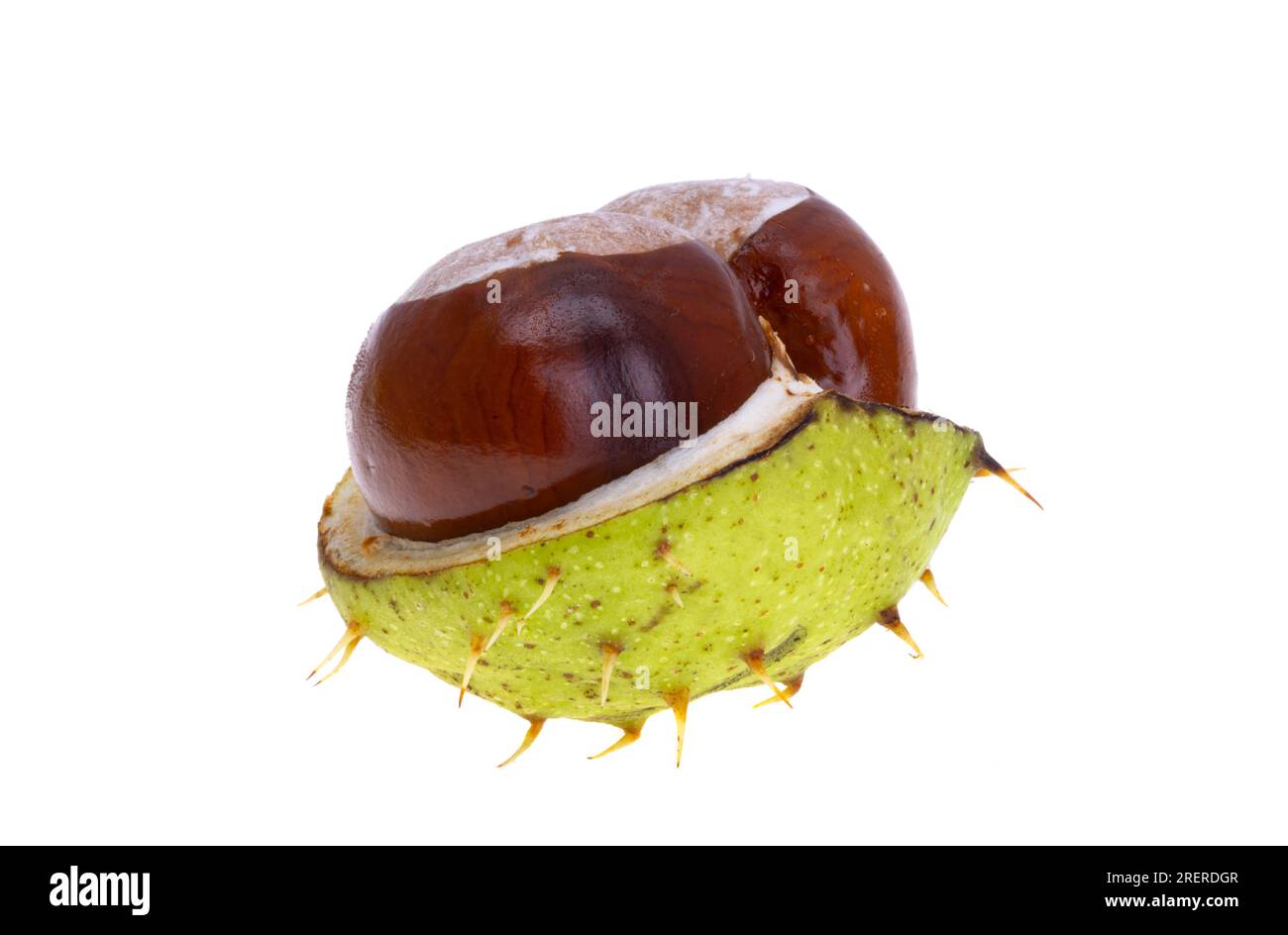 Chestnut isolated on white background Stock Photo - Alamy