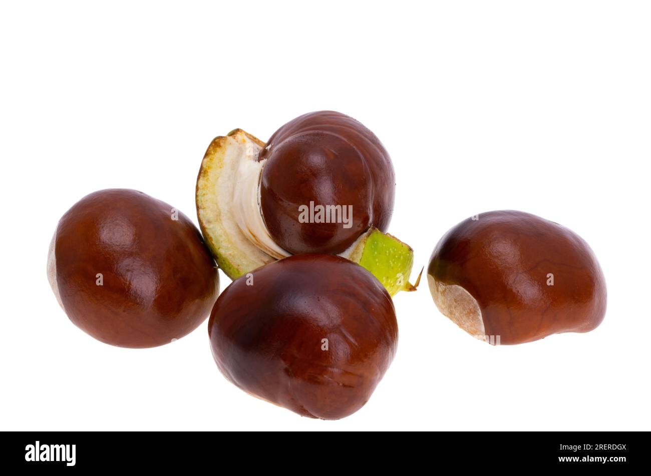 chestnut isolated on white background Stock Photo - Alamy