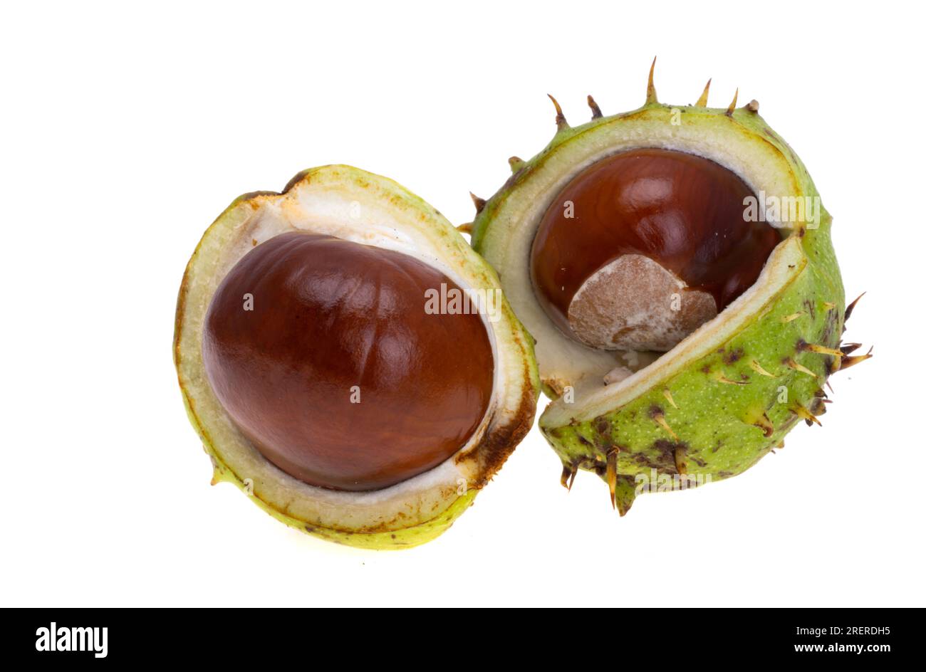 Chestnut isolated on white background Stock Photo - Alamy