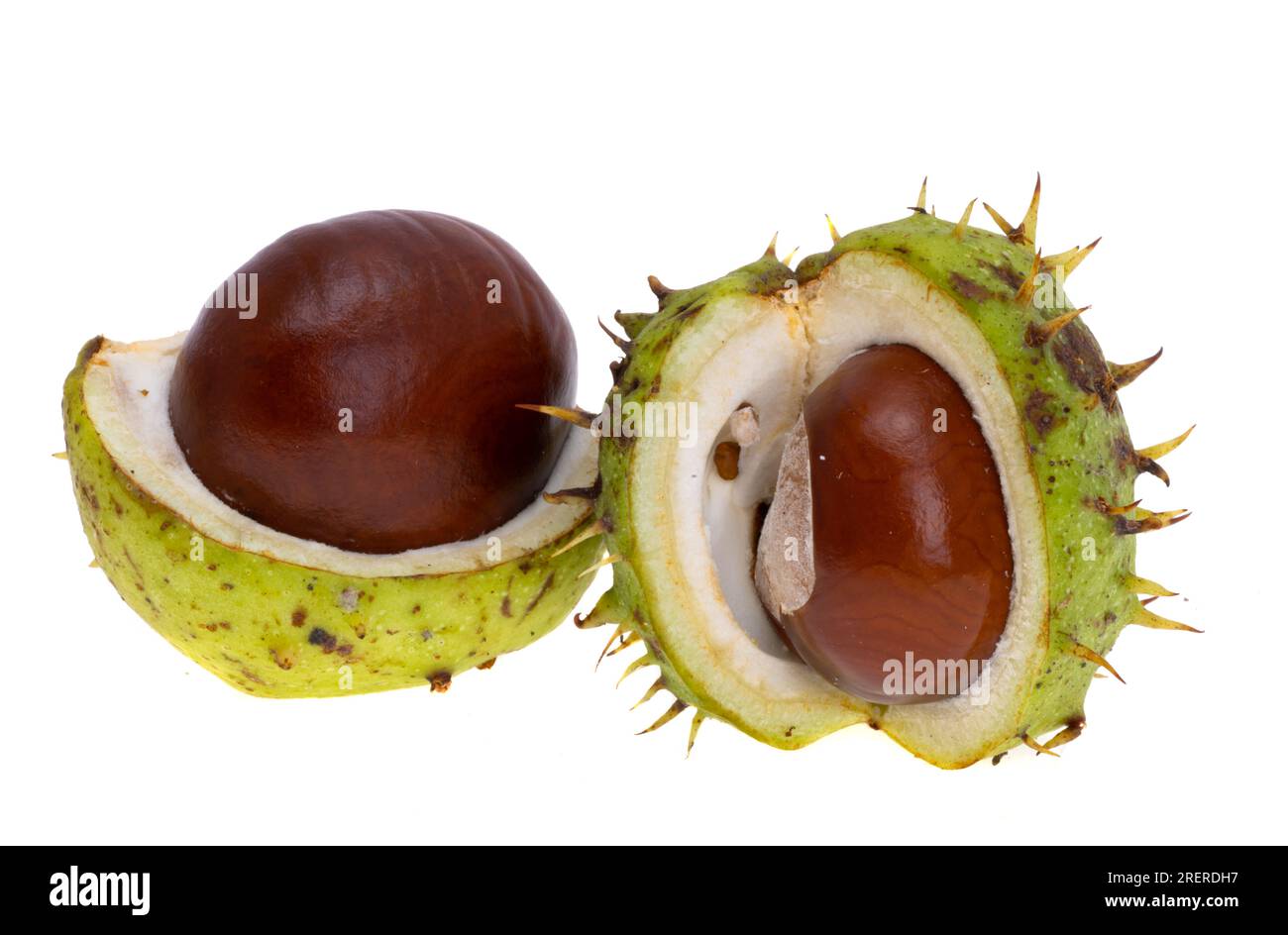 Chestnut isolated on white background Stock Photo - Alamy