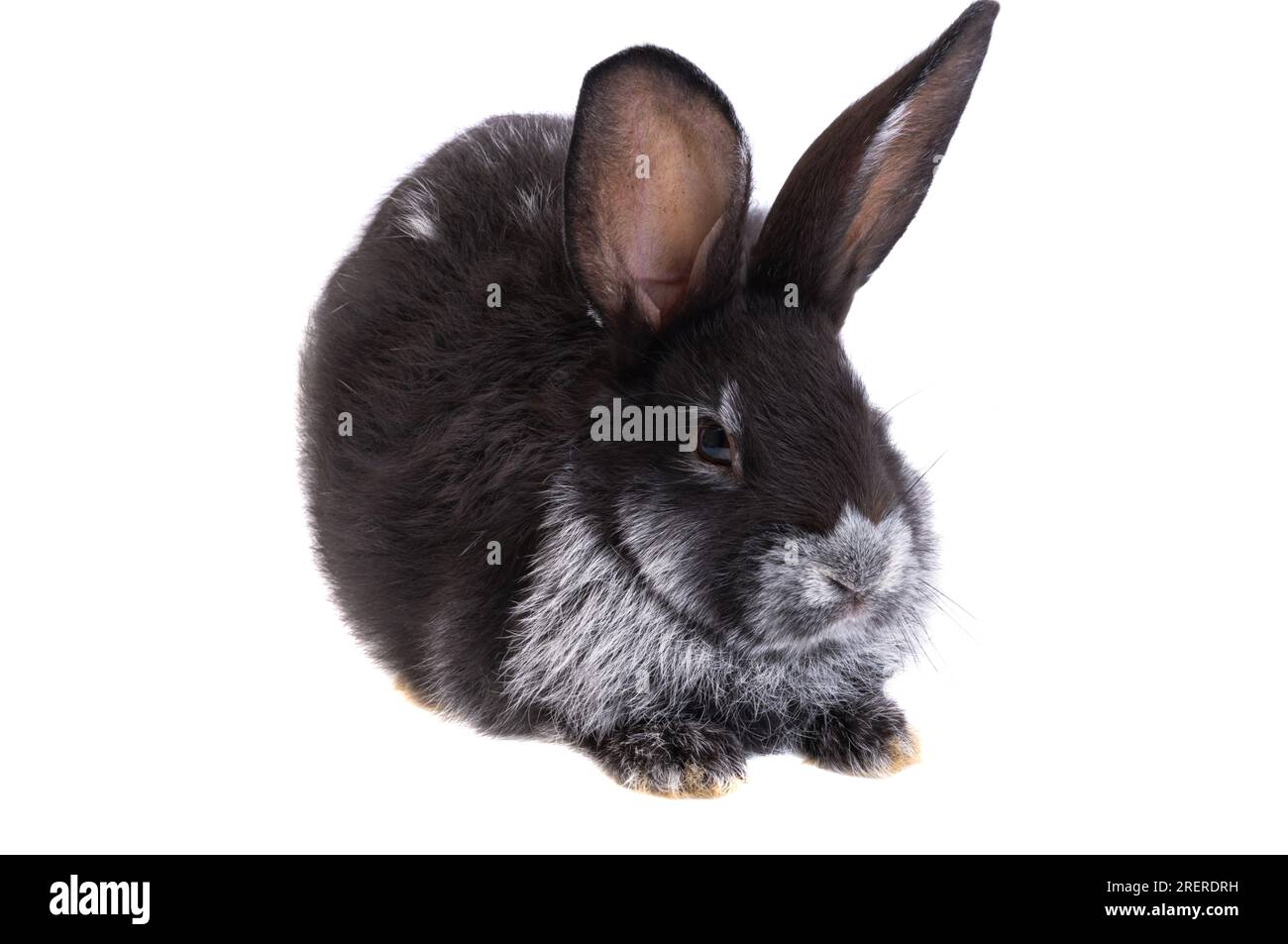Black rabbit isolated on white background Stock Photo - Alamy