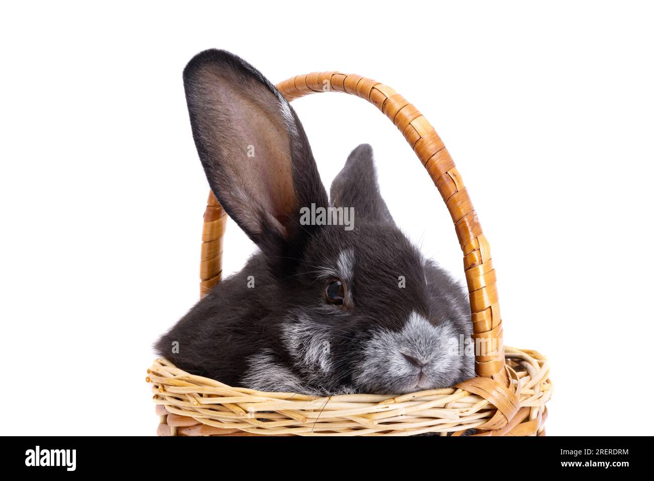 Rabbit in a basket isolated on white background Stock Photo - Alamy
