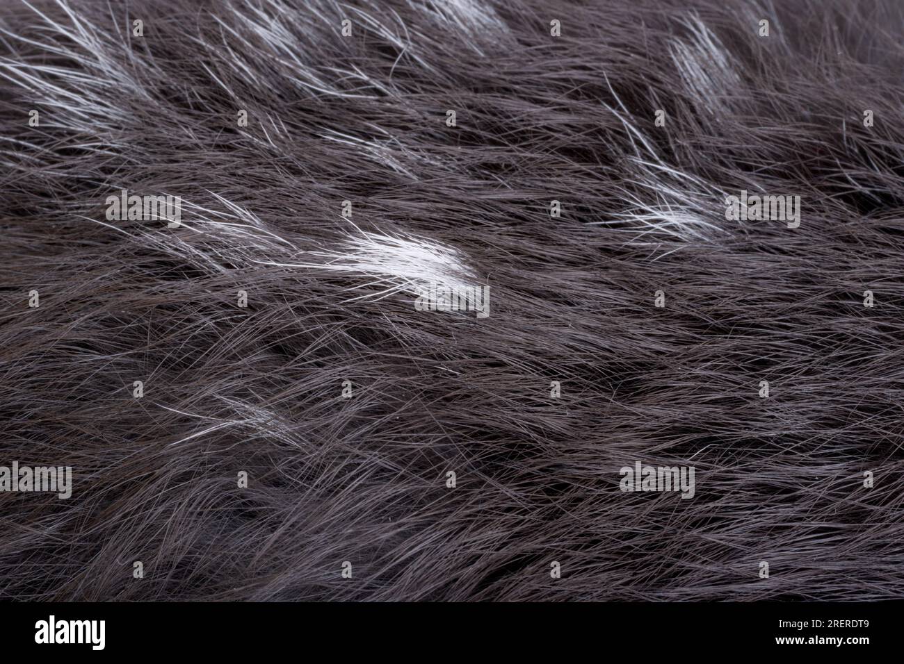 Rabbit fur closeup hi-res stock photography and images - Alamy