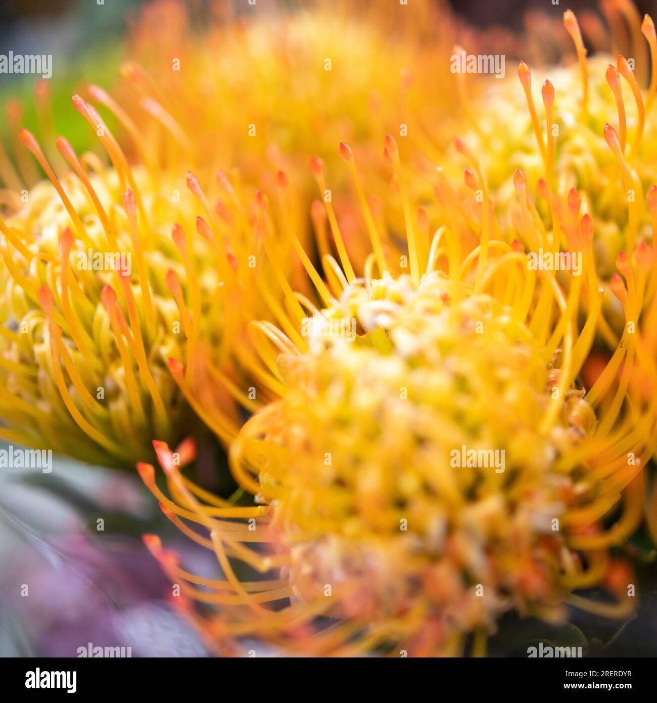 Protea frame hi-res stock photography and images - Alamy