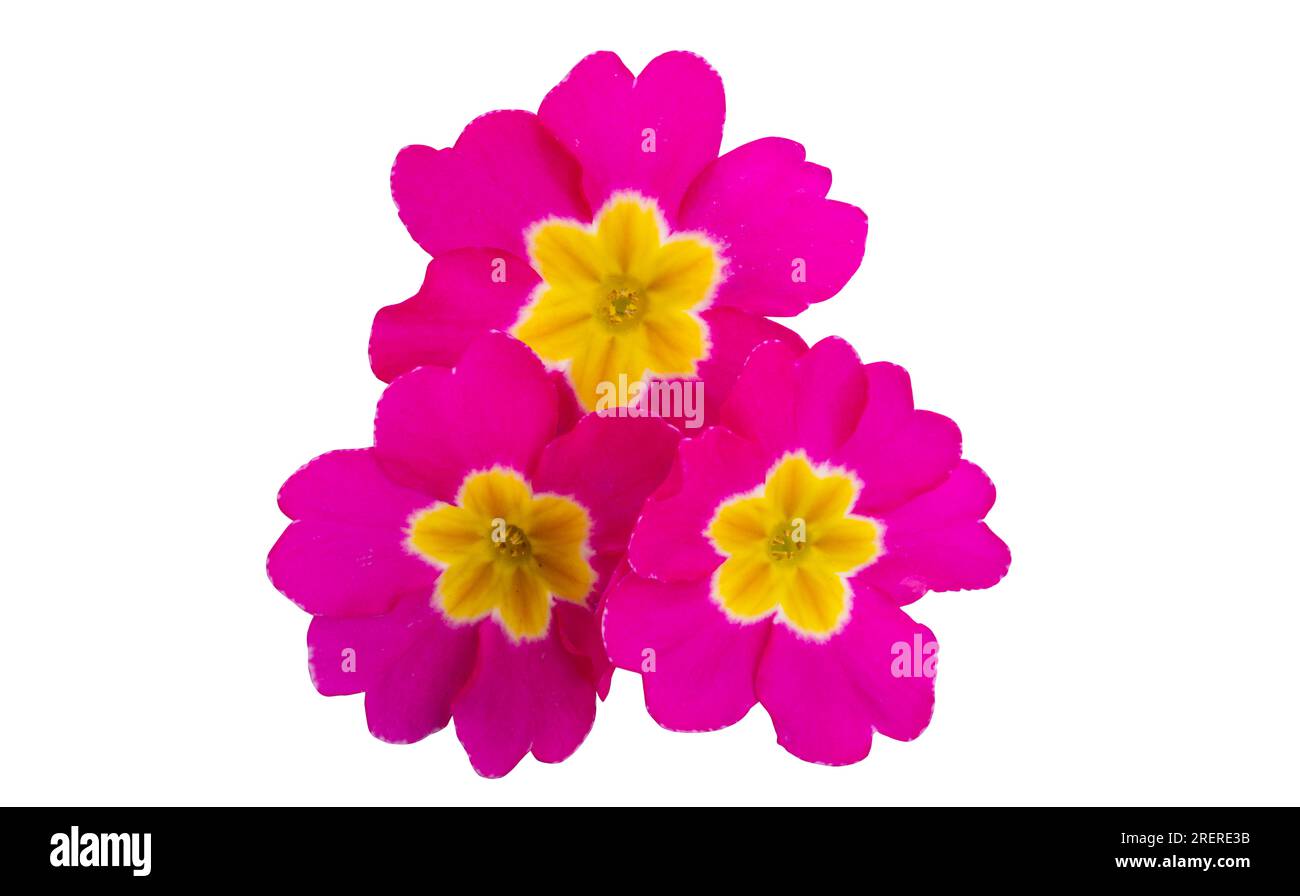 Red white verbena Cut Out Stock Images & Pictures - Alamy