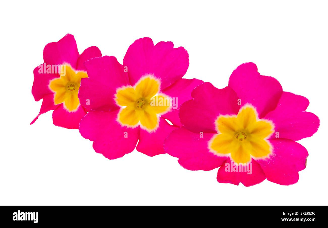 Red white verbena Cut Out Stock Images & Pictures - Alamy