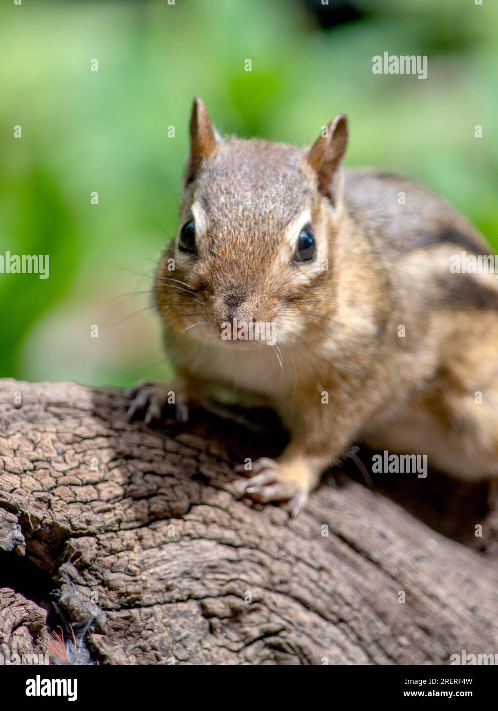 Chipmunk looking camera hi-res stock photography and images - Alamy